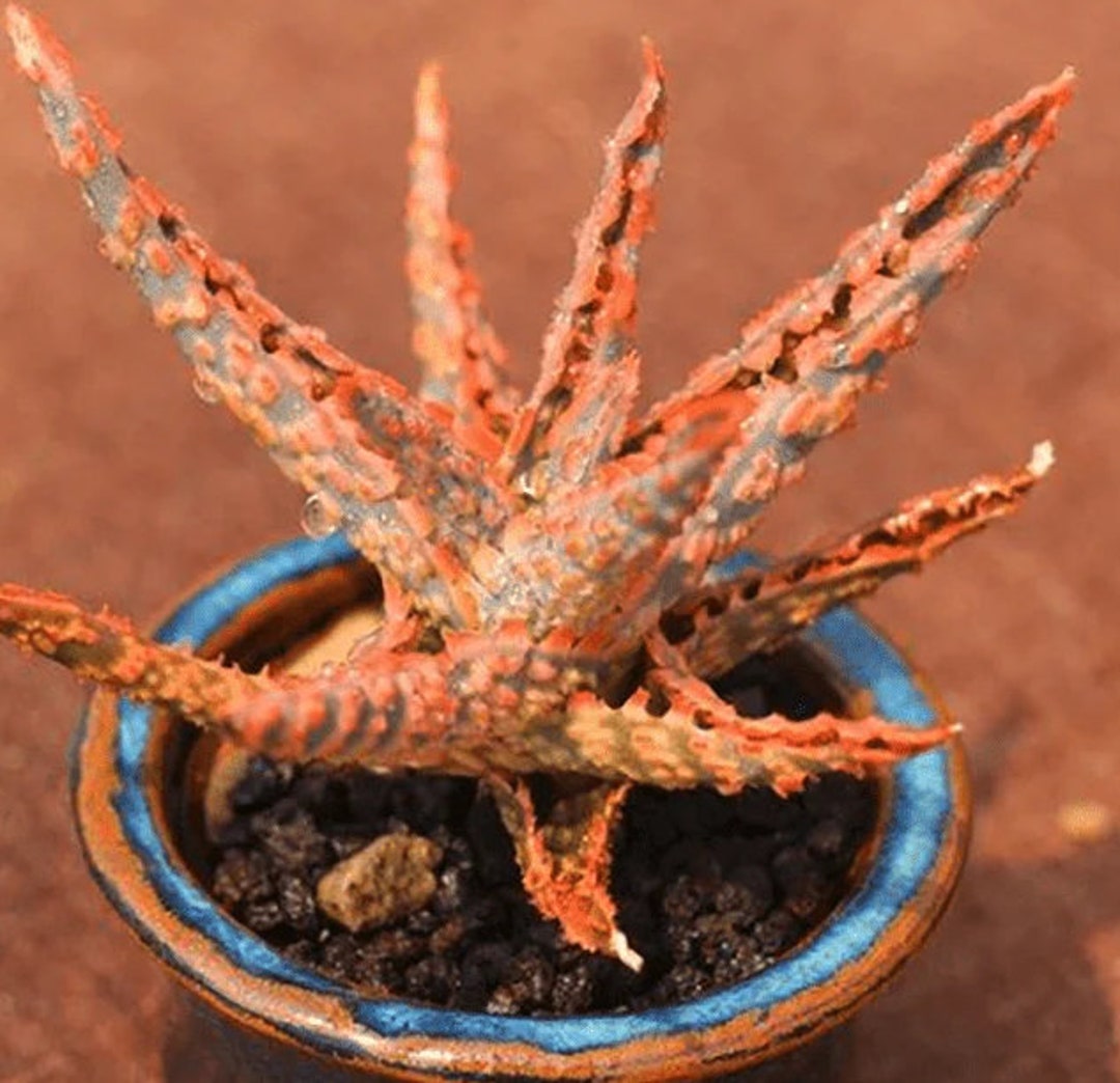 Orange Starfish Aloe Christmas Carol Succulent Plant Gift for Her Him ...