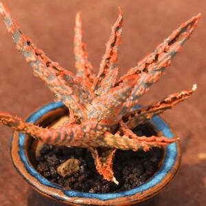 Orange Starfish Aloe Christmas Carol Succulent Plant Gift for Her Him ...