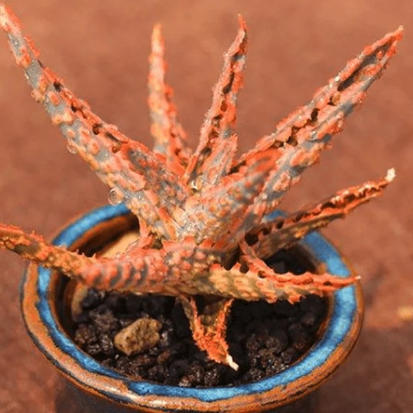 Rare Aloe - Etsy
