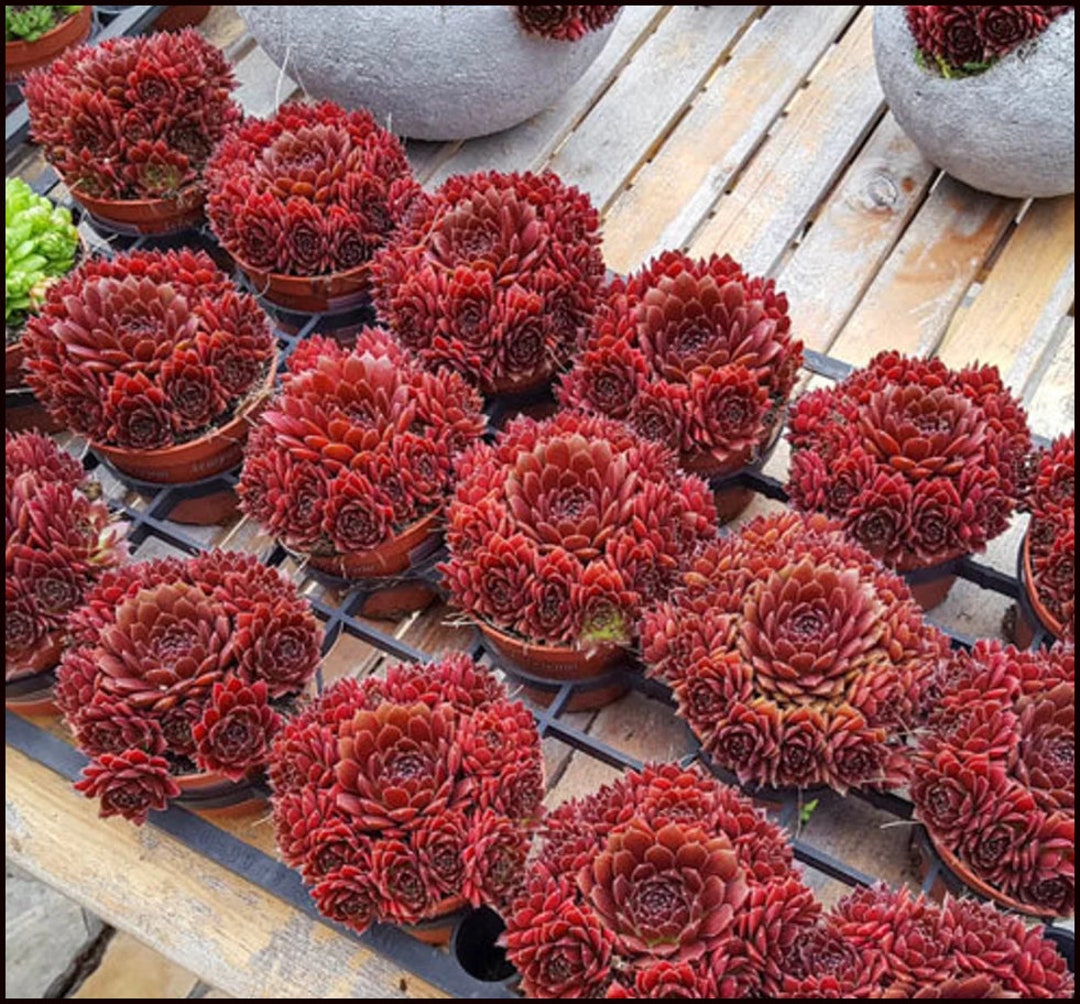 SUPER SALE Royal Ruby Hen and Chicks Sempervivum Live Plants 2.5" X 4 ...