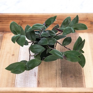 Fuzzy Baby Bunny Bellies Plant Houseplants Live Indoor Fast Growing ...