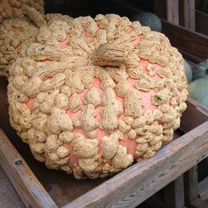 Rare Peanut Warts Pumpkin Seeds Gourd Non GMO Heirloom Vegetable for ...