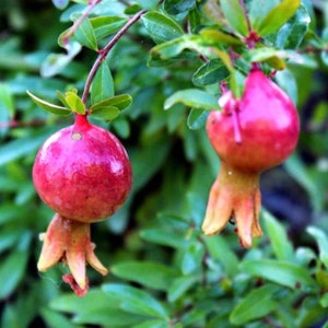 Dwarf Pomegranate Tree - Etsy