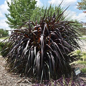 SUPER SALE - 3 Pack Black Princess Grass Caroline Pennisetum Perennial ...