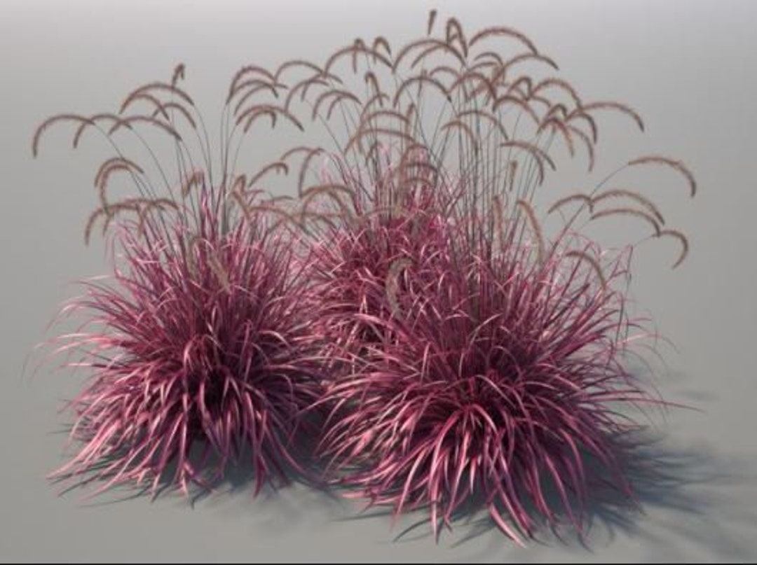 FIREWORKS Grass Pennisetum Setaceum Rubrum Perennial Ornamental - Etsy