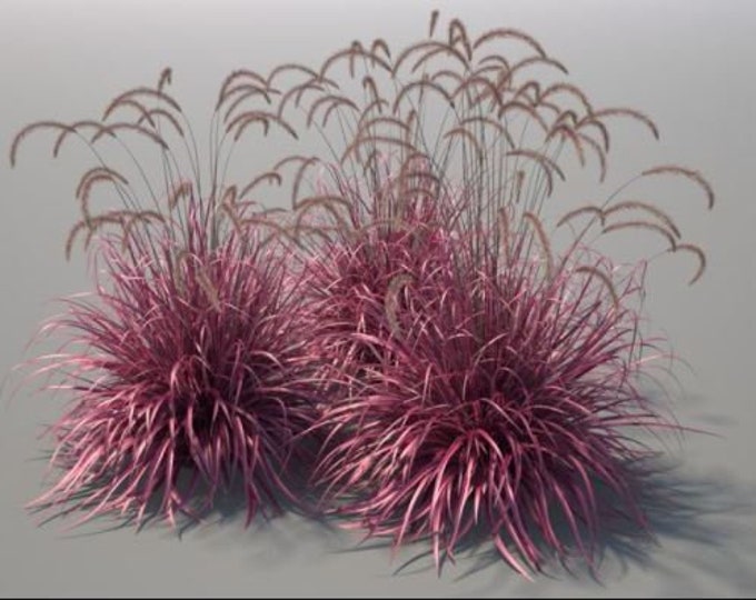 FIREWORKS Grass Pennisetum Setaceum Rubrum Perennial Ornamental 1 Live ...