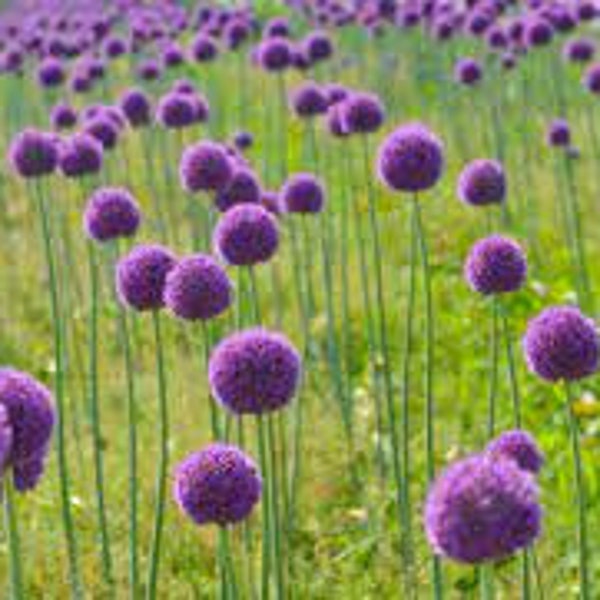 Allium Flowers - Etsy