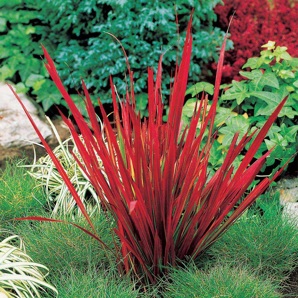Red grass store