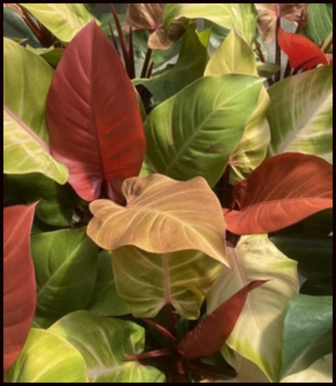 Philodendron Imperial Red Plants Live Plant in Pot Indoor Small Starter ...
