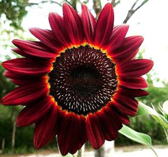 Royal Rouge Sunflower Seeds Red Gold Yellow Bold Hot Colors - Etsy