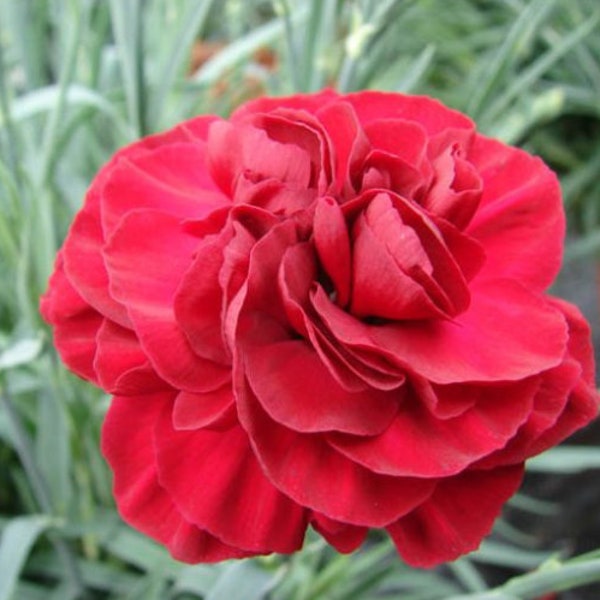 Dianthus - Etsy