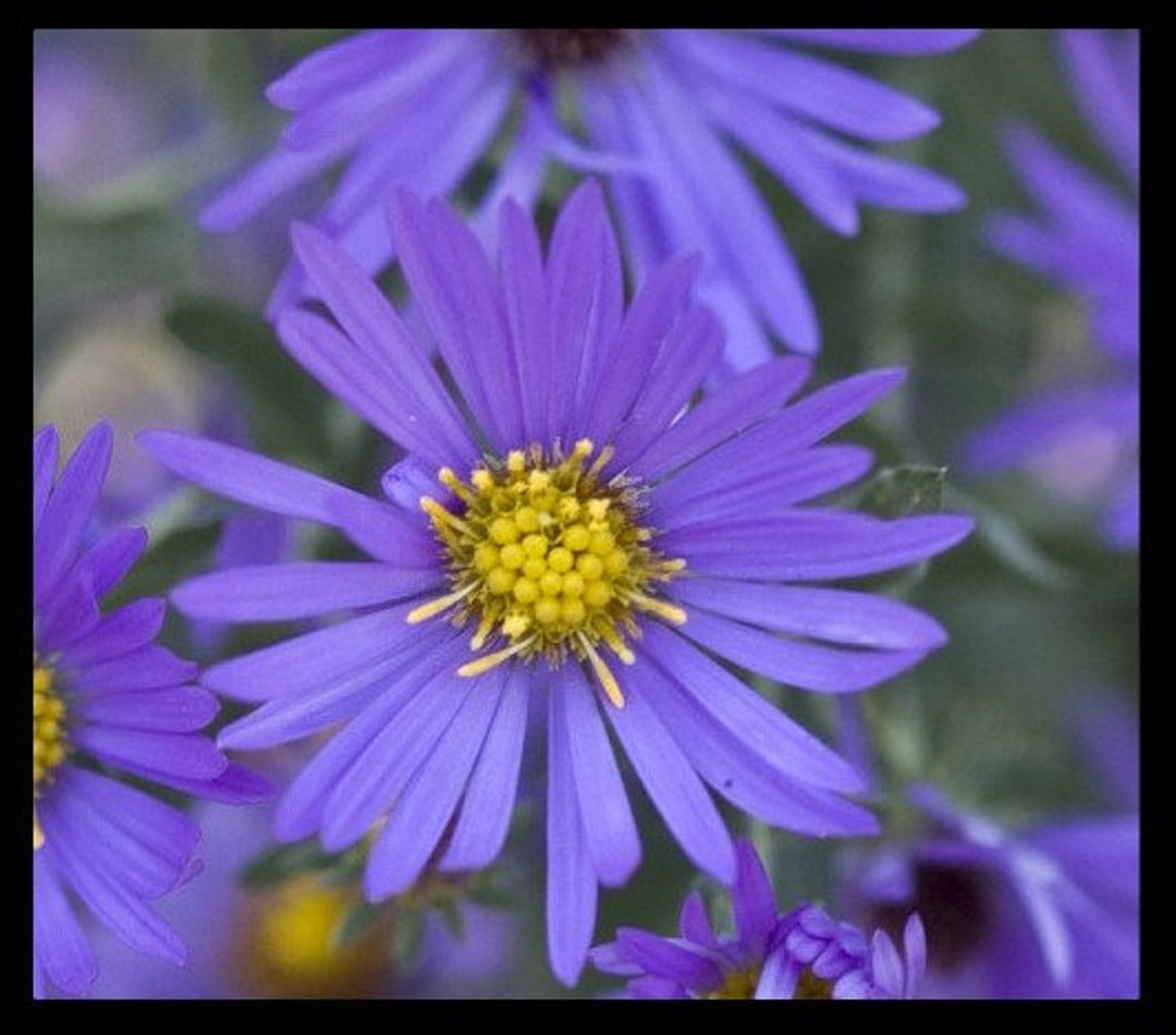 SPRING SALE - Purple Dome Aster Daisy Like Flowers Mass Bloomer Live ...