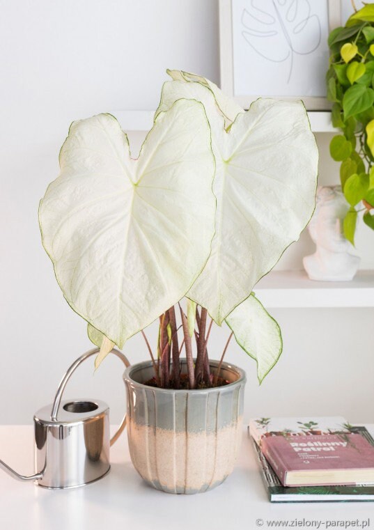 Florida Moonlight Caladium Plant Houseplants Live Plants House - Etsy