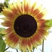Red Lemon Bicolor Sunflower Seeds Rare Sun Flower Seeds - Etsy