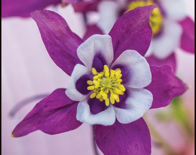 Paper Columbine - Etsy
