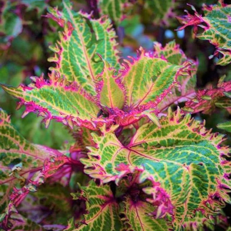Coleus - Etsy