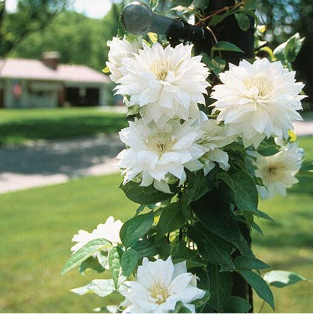 White Duchess of Edinburgh Vine Live Plants Flowers House Plant ...