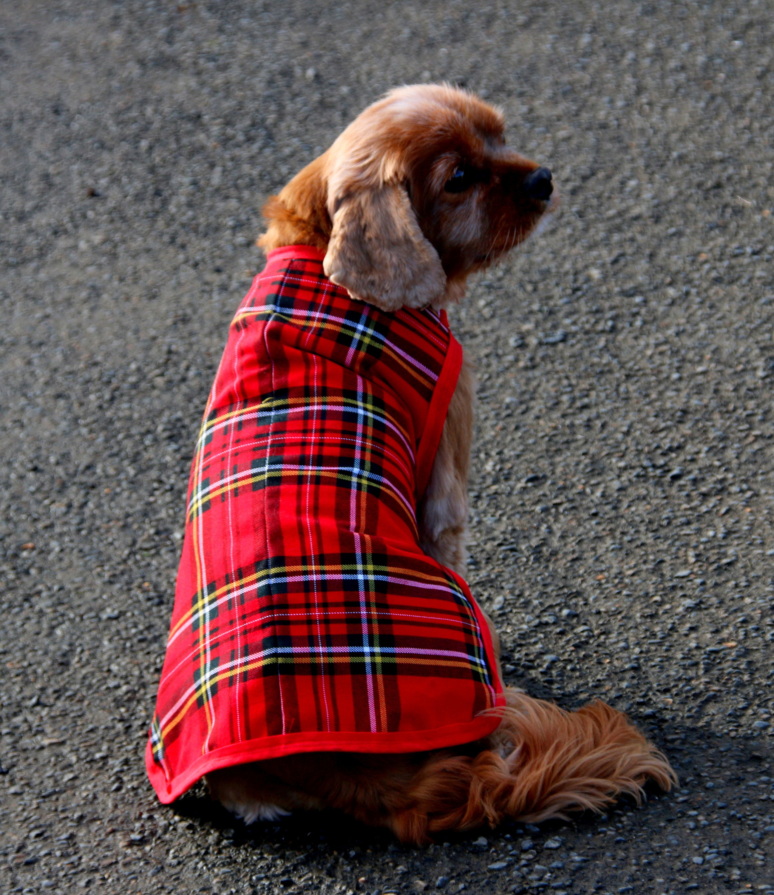 Marshall & Poppy's Adjustable and Reversible Pet Jacket - 11 Sizes Toy ...