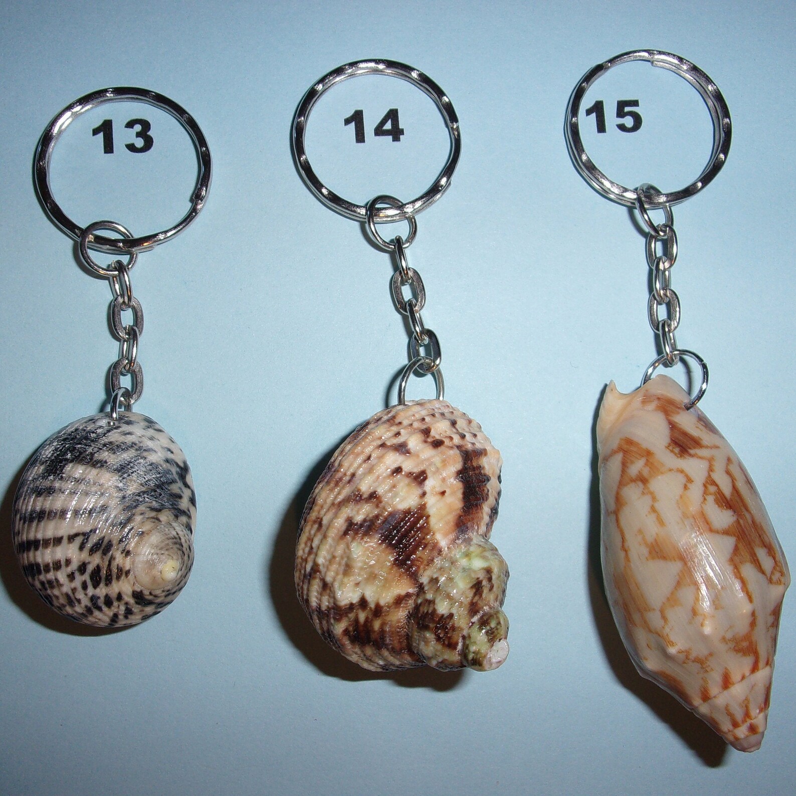 Seashell Key Chain Key Ring - Etsy