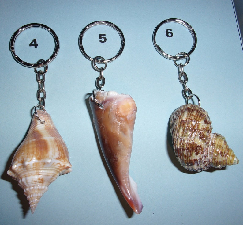 Seashell Key Chain Key Ring - Etsy