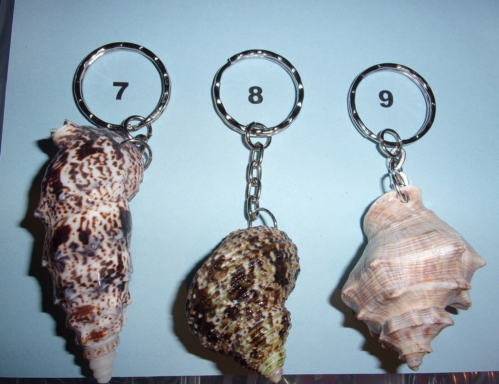 Seashell Key Chain Key Ring - Etsy