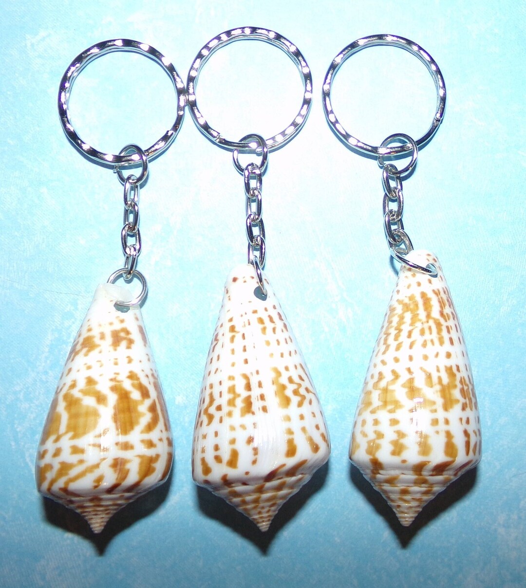 Seashell Keychain, Local and Exotic Seashell Keyring, 3rd Listing - Etsy