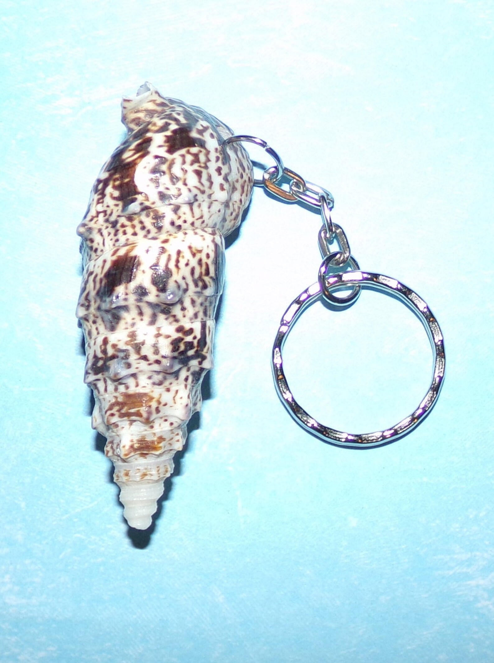 Seashell Key Chain, Local and Exotic Seashell Keyring 1st Listing - Etsy