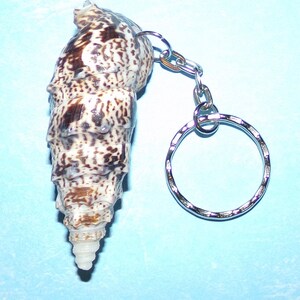 Seashell Key Chain, Local and Exotic Seashell Keyring 1st Listing - Etsy