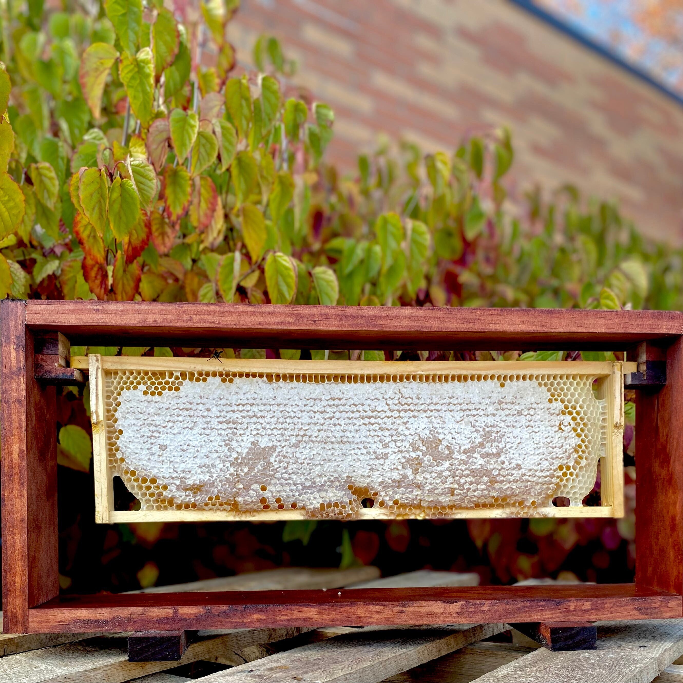 Handmade Wooden Honeycomb Display Stand With Dripping Tray - Etsy