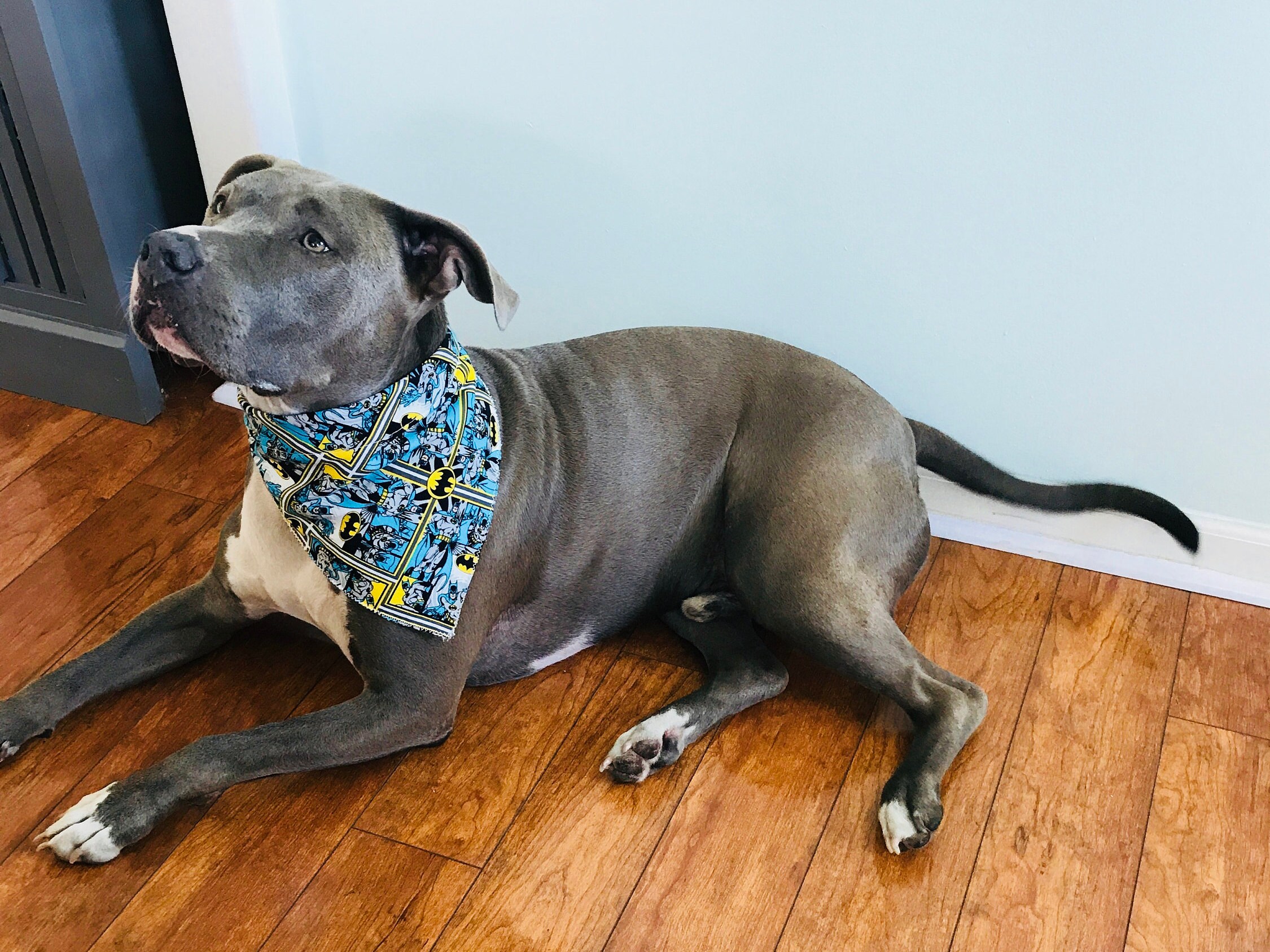 Elastic Dog Bandanas/ Custom Dog Collar Accessories | Etsy