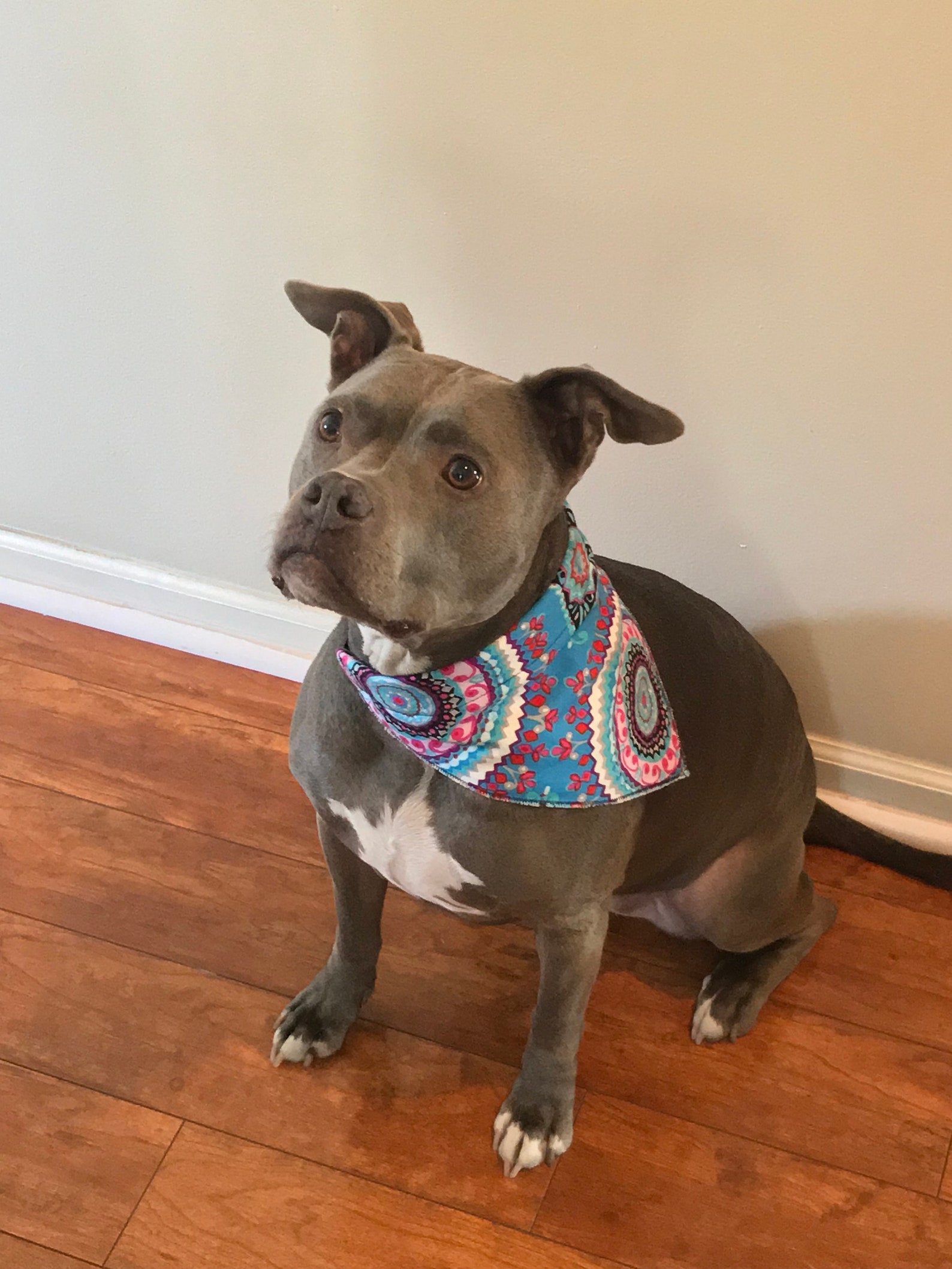Elastic Dog Bandanas/ Stretchy Bandana Collar - Etsy UK