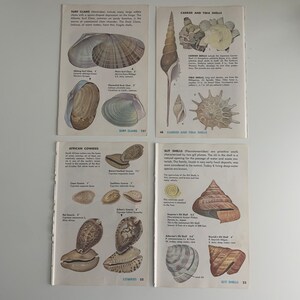 8 Midcentury Sea Shell Book Pages Illustrated Vintage Paper Pack Old ...