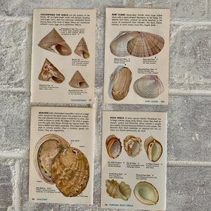 8 Midcentury Sea Shell Book Pages Illustrated Vintage Paper Pack Old ...