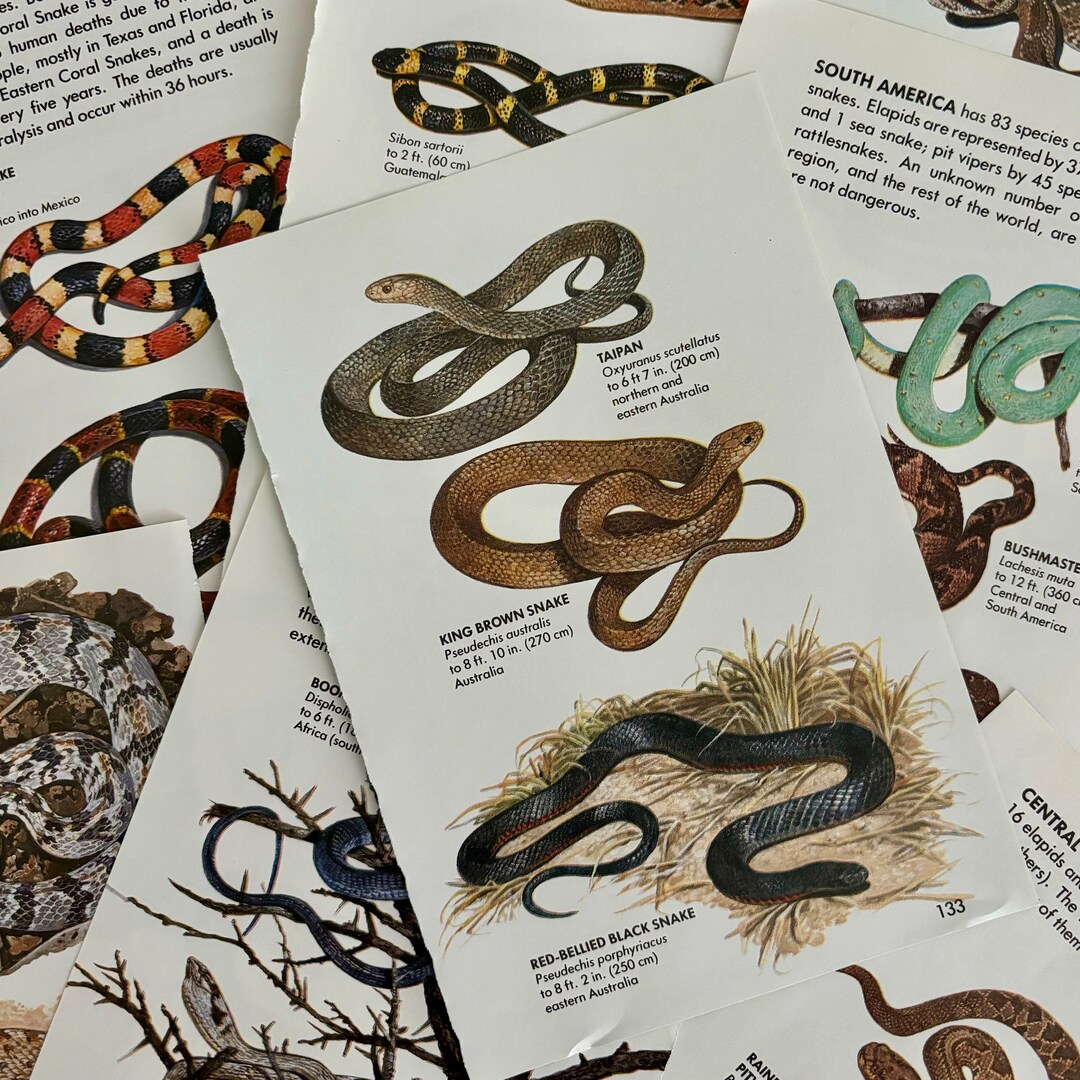 8 Vintage Snake Book Pages 4 X 6 Illustrated Retro Paper Pack Old ...