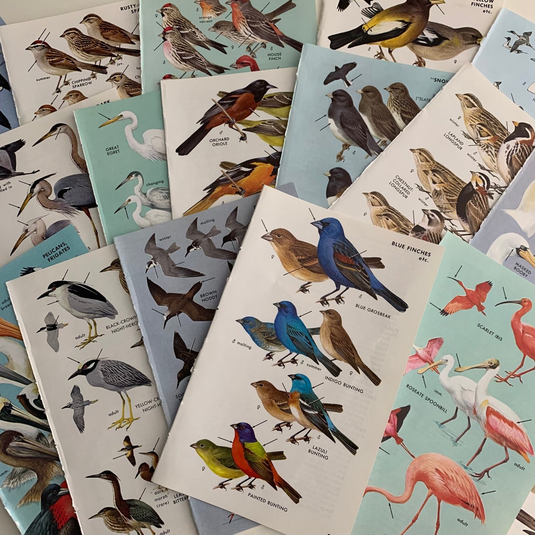 15 Vintage Bird Book Pages Illustrated Vintage Paper Pack Old ...