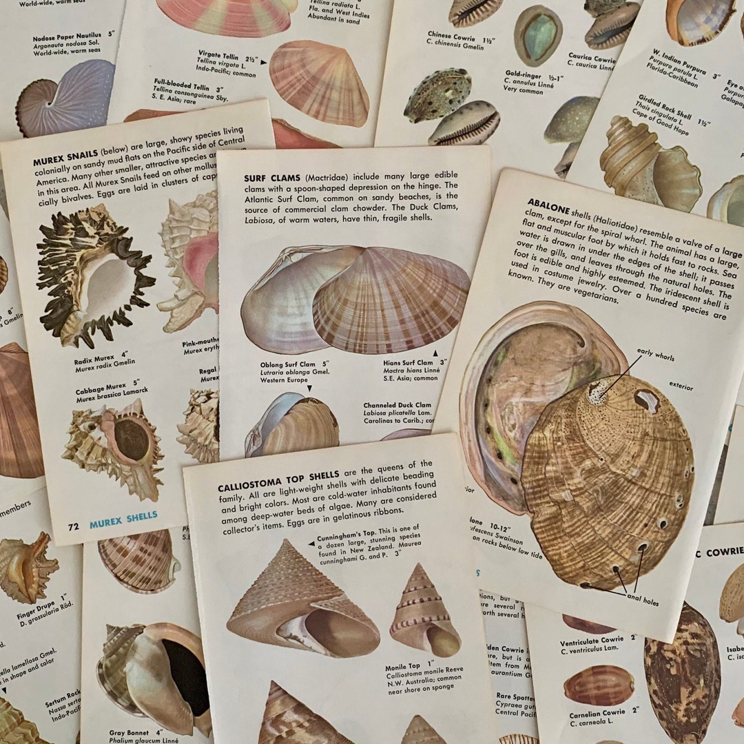 8 Midcentury Sea Shell Book Pages | Illustrated Vintage Paper Pack ...