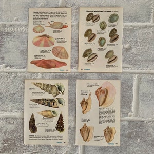 8 Midcentury Sea Shell Book Pages Illustrated Vintage Paper Pack Old ...