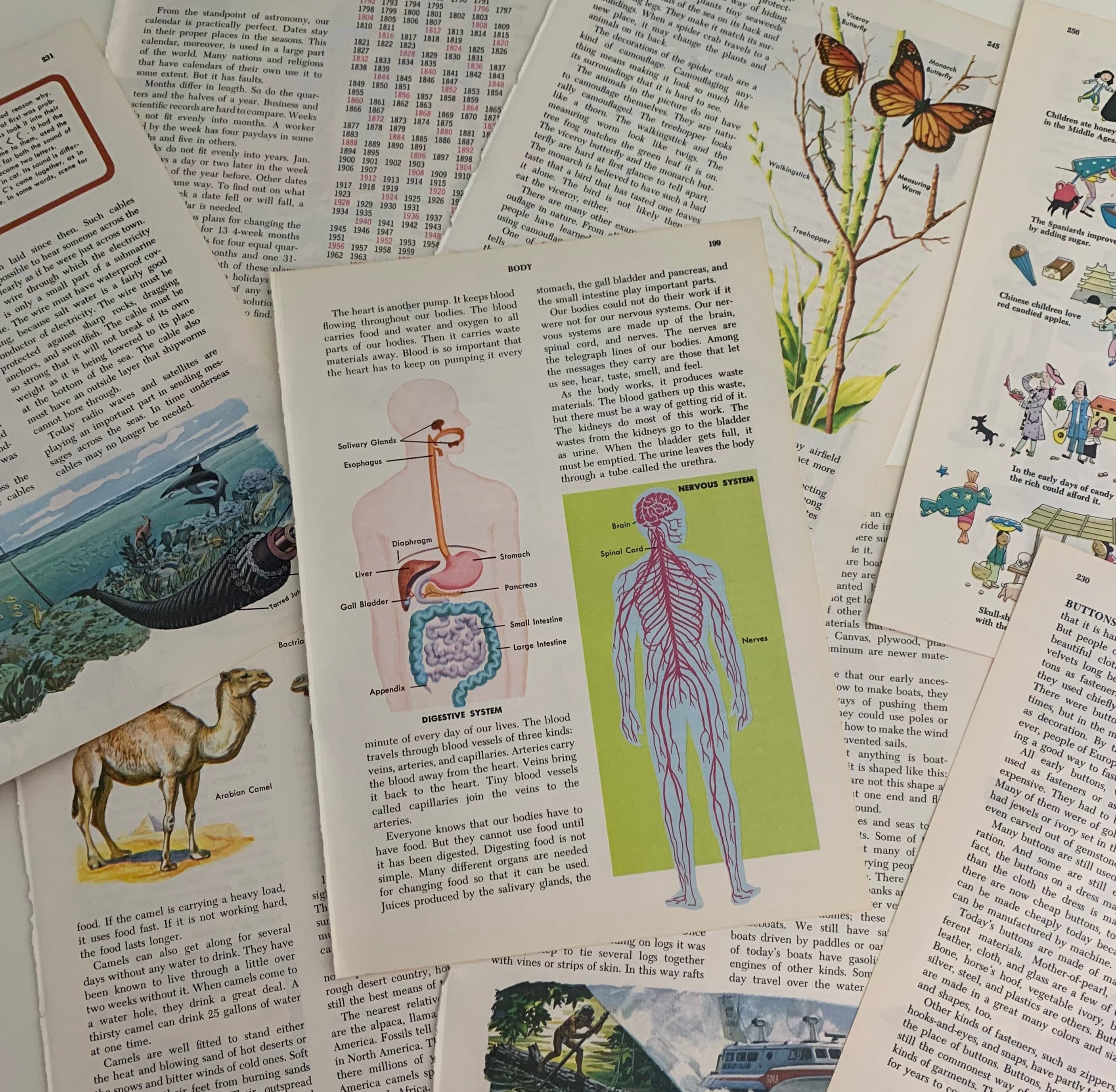 1970 Children's Encyclopedia Book Pages Kitschy Vintage - Etsy
