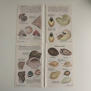 8 Midcentury Sea Shell Book Pages Illustrated Vintage Paper Pack Old ...