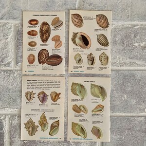 8 Midcentury Sea Shell Book Pages Illustrated Vintage Paper Pack Old ...