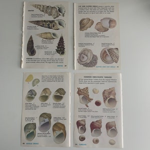 8 Midcentury Sea Shell Book Pages Illustrated Vintage Paper Pack Old ...