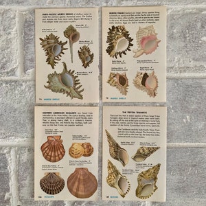 8 Midcentury Sea Shell Book Pages Illustrated Vintage Paper Pack Old ...