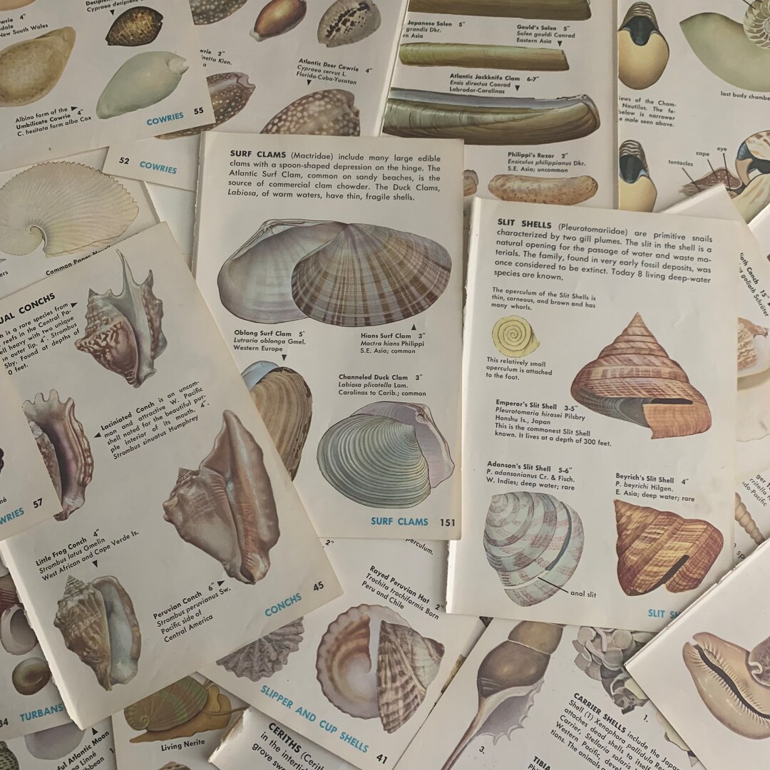 8 Midcentury Sea Shell Book Pages Illustrated Vintage Paper Pack Old ...