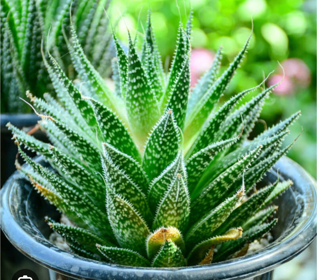 Aloe Aristata lace Aloe Pups Rooted - Etsy