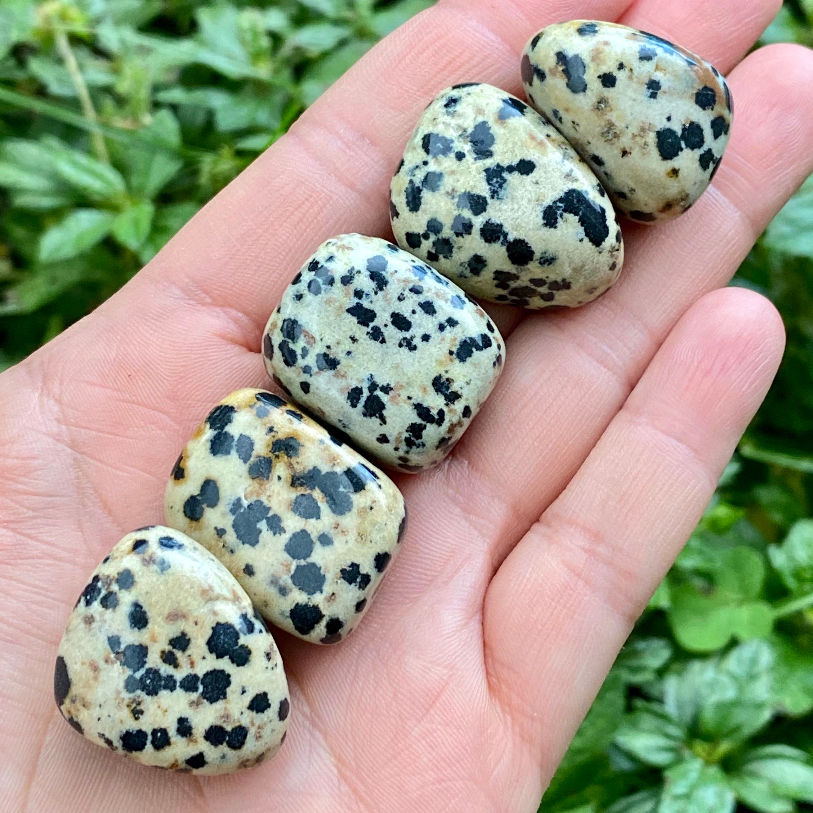 Dalmatian Jasper Dalmatian Jasper Tumbled Stones Dalmatian - Etsy UK