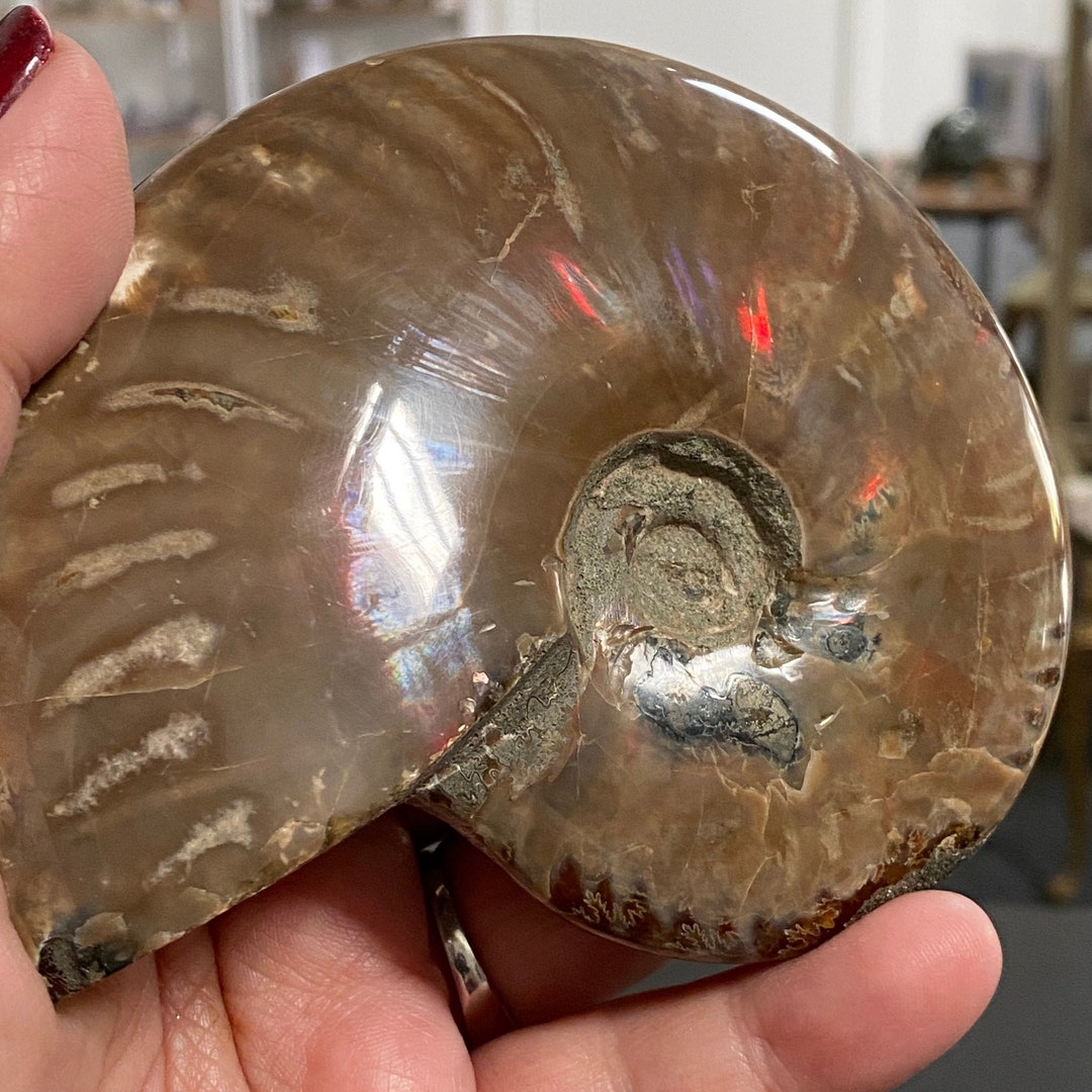 Rainbow Red Opalised Ammonite - Etsy