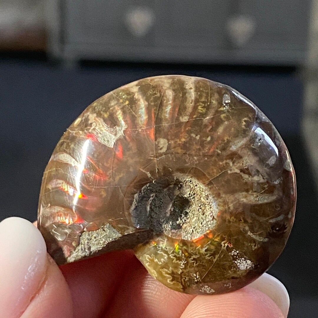 Red Opalised Ammonite AAA - Etsy
