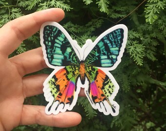 Madagascan Sunset Moth Transparent Sticker - Etsy