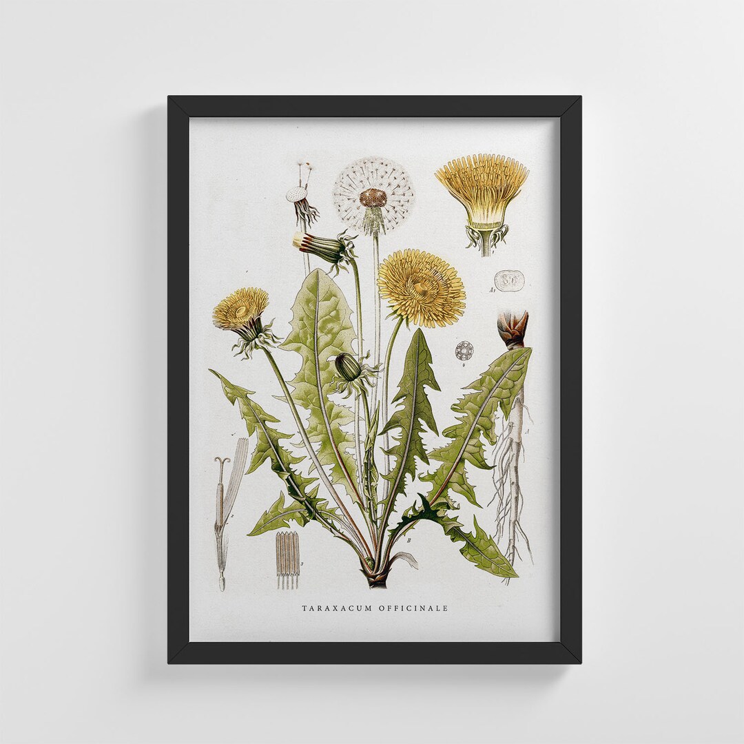 Dandelion Structure Herbal Frameless Poster Nature Art Print Stylish ...