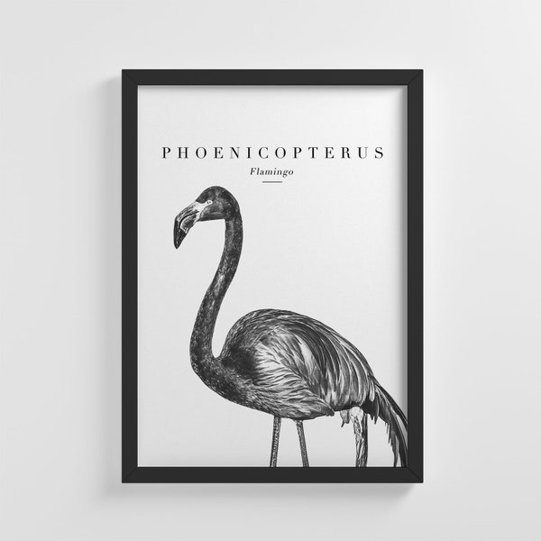 Pale Flamingo Print - Etsy
